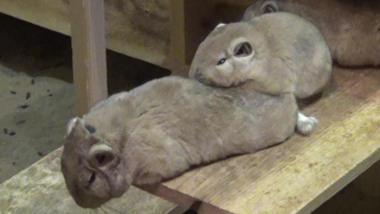 グンディさんが可愛すぎる Cute gundi 【Cute animal videos】【こども動物自然公園】 - YouTube