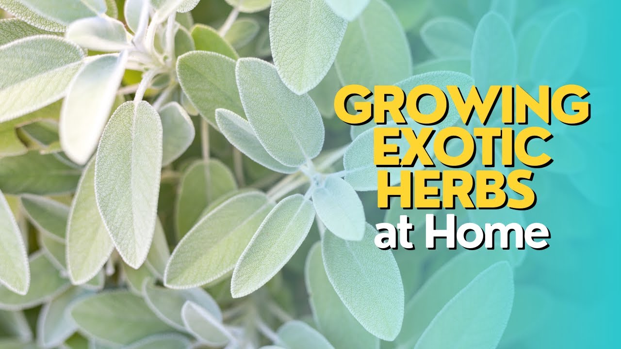 Growing Exotic Herbs at Home - YouTube
