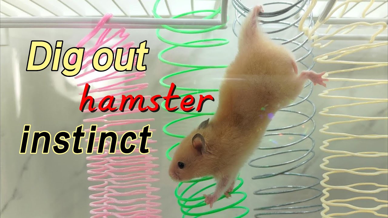 Dig out the instinct of the hamster in the game I made she is ...
