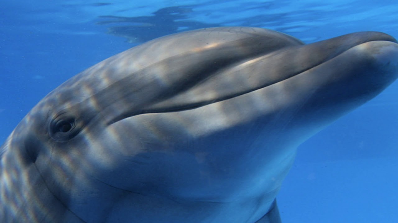 Ninja meets Dolphins - YouTube