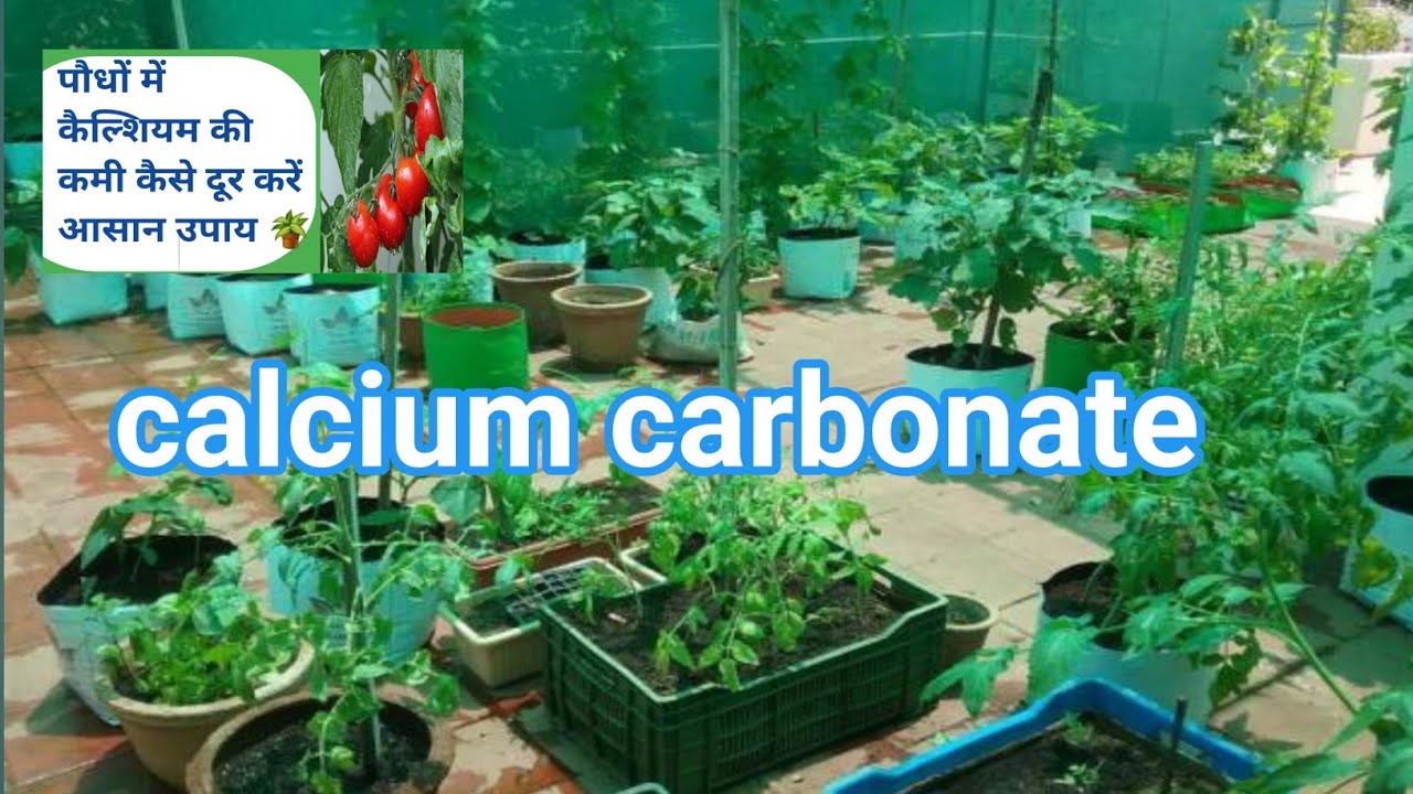 CALCIUM CARBONATE FOR PLANTS / INSTANT ACTION/ORGANIC FERTILIZER ...