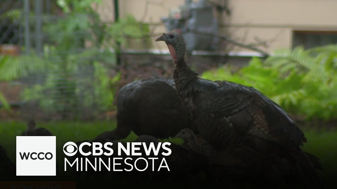 Wild turkey population explodes across Minnesota: How a Twin Cities ...
