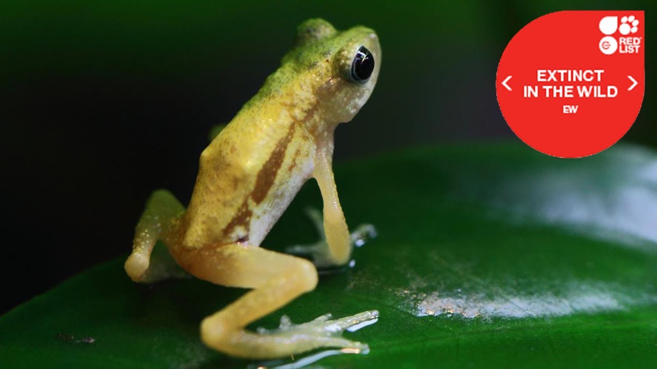 Kihansi Spray Toad - Animal of the Week - YouTube