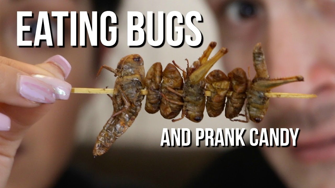 Bug Eating Challenge And More | Sccastaneda - YouTube