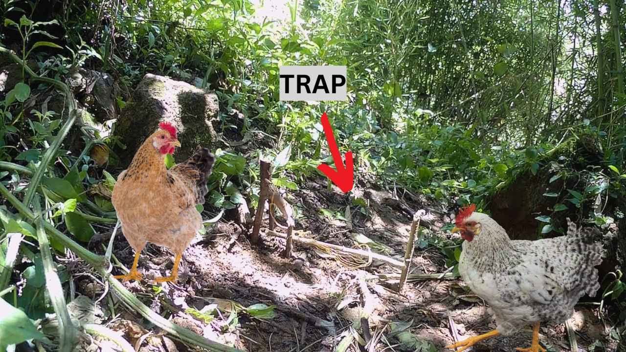 Build simple but Creative Chicken, Bird, and small animals Trap , Easy ...