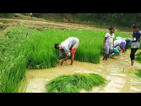 మా ఊరిలో వరి నాట్లు / ma village lo vari natlu - YouTube