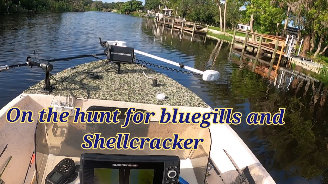 River Fishing For Bream with Red Worms And Crickets‼️#bluegillfish ...