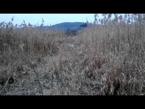 Dixie la vanatoare in papuris