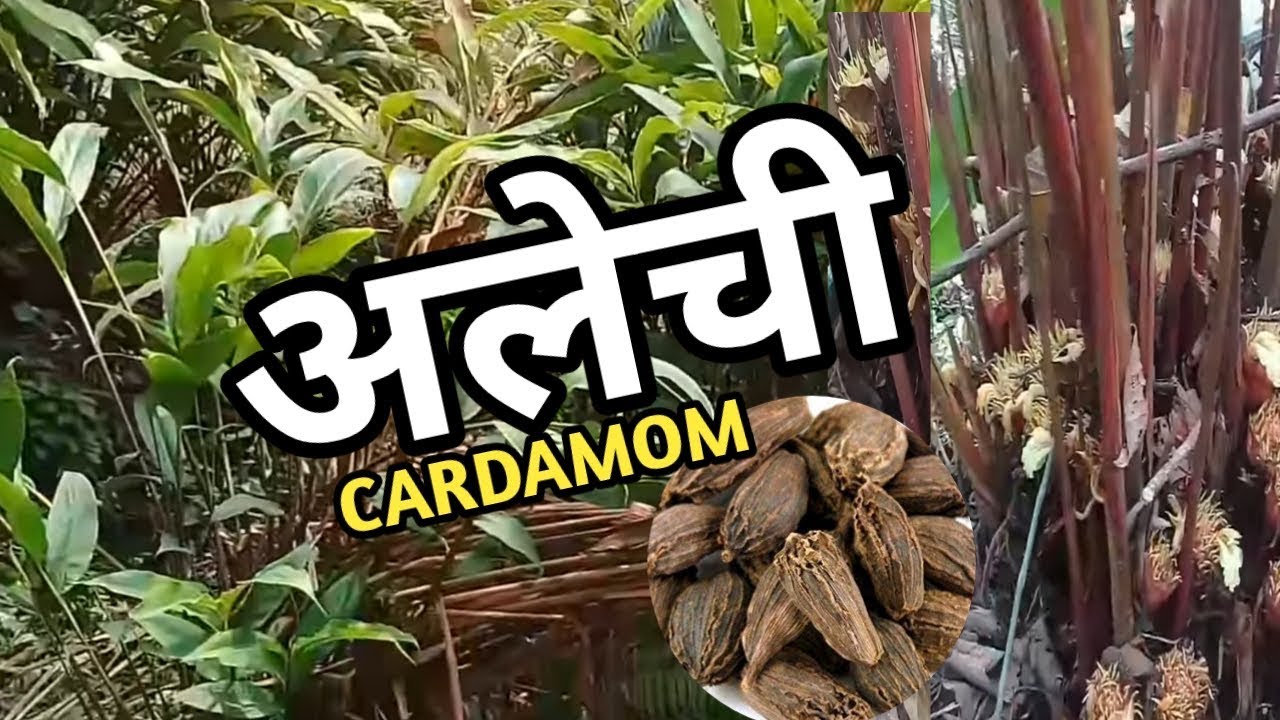Cardamom(Elaichi) Aalechi Plant अलेचीको बारेमा जानकारी l How to grow ...