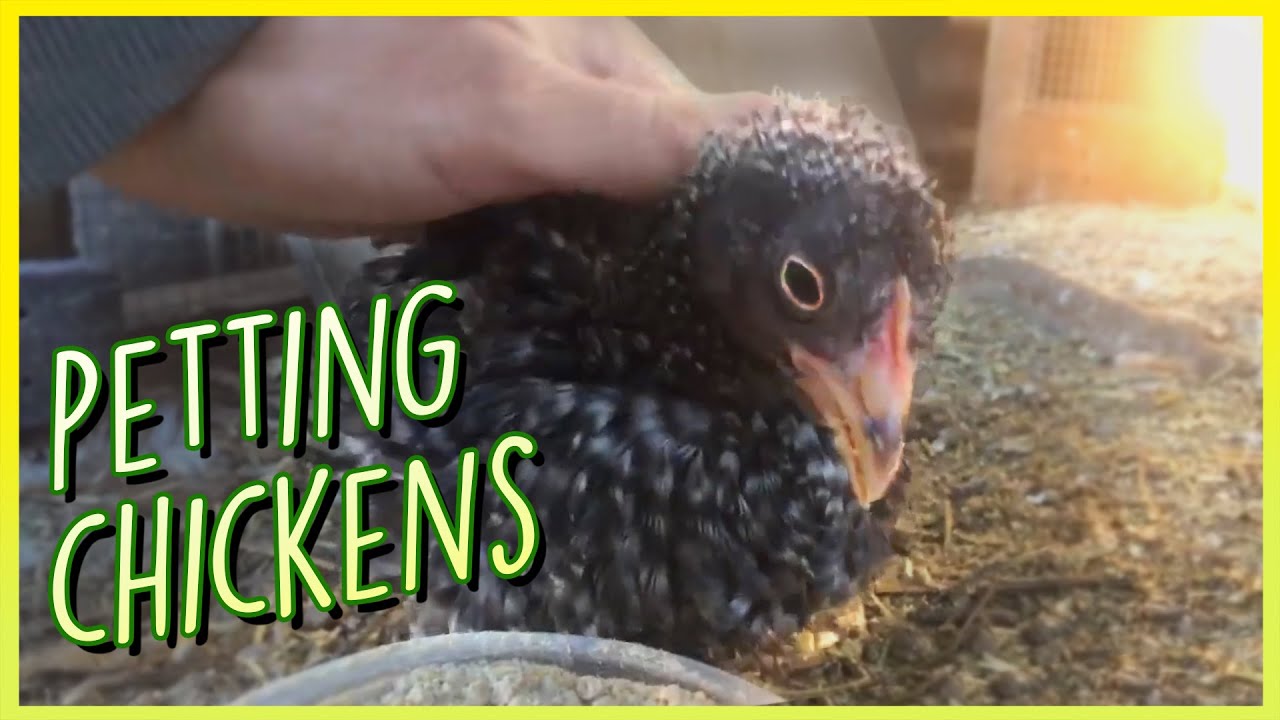 Petting Baby Chickens (What Will They Do?) - YouTube