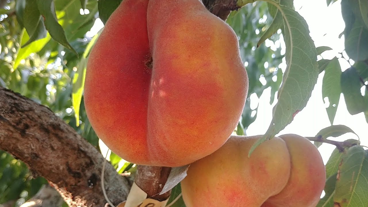 Інжирний персик Орнела. Peach Ornela. Новий сорт, сигнальні плоди ...