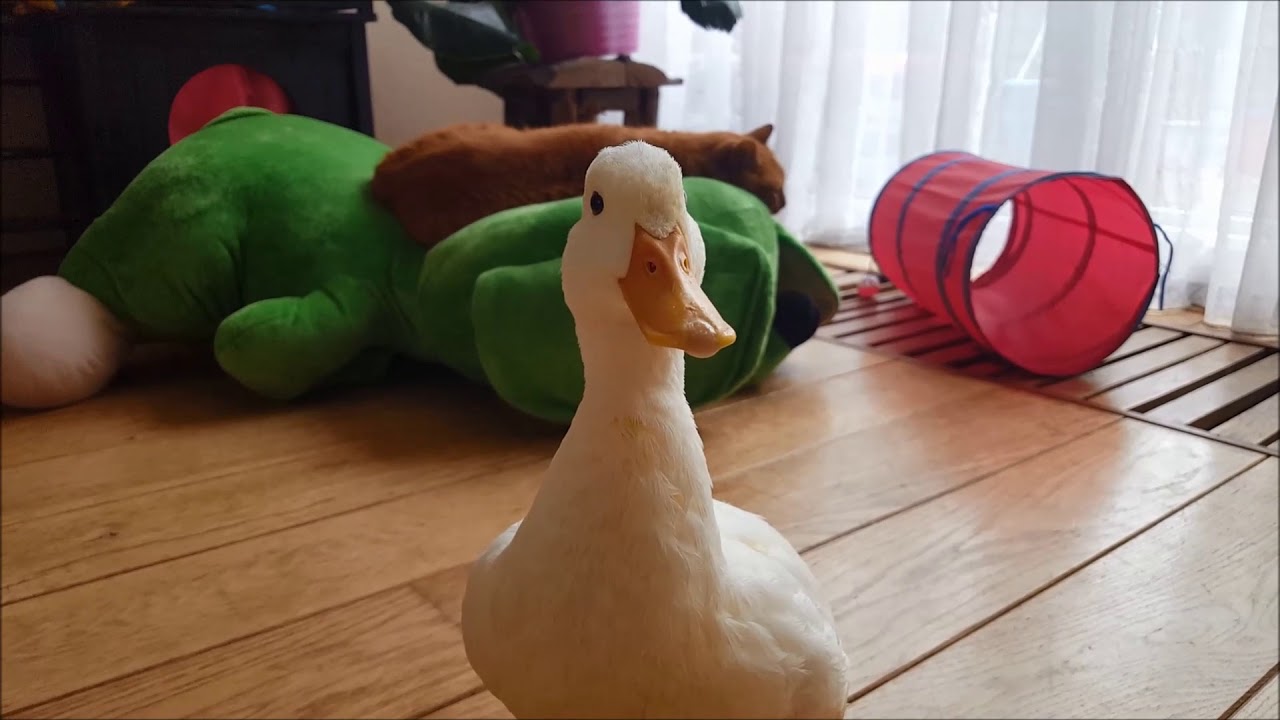 The recovery story of rescued duck Aagje - YouTube