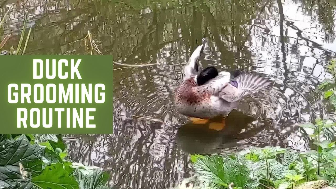 How Ducks Clean Themselves? Duck Cleaning Itself | Grooming Routine ...