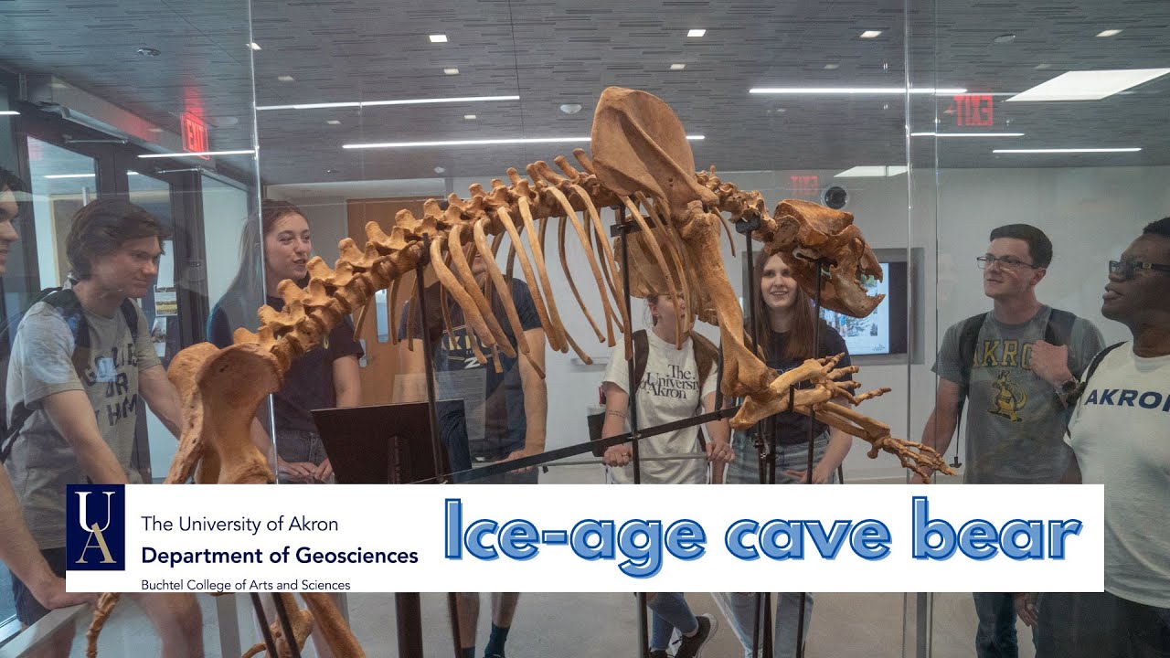 Meet Barry the ice-age cave bear - YouTube