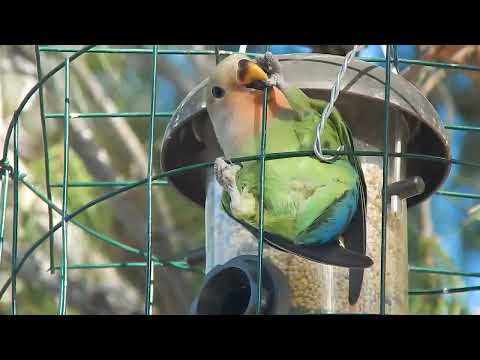 Desert Witness | Young Lovebird Learning to Climb