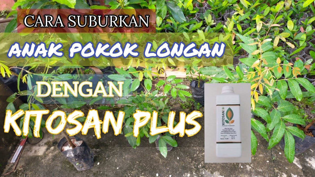 KITOSAN PLUS :- Cara Suburkan Anak Pokok Longan..!! - YouTube