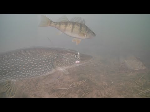 Ice Fishing Mille Lacs Lake 2025 (First Ice)