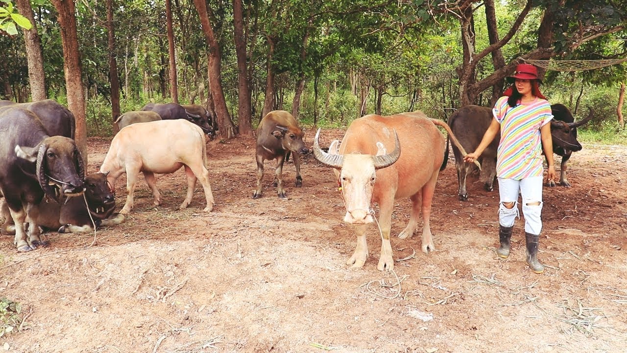 ฝนตกเลี้ยงควายที่ทุ่งหญ้าชายป่า Raising buffalo when it rains - YouTube