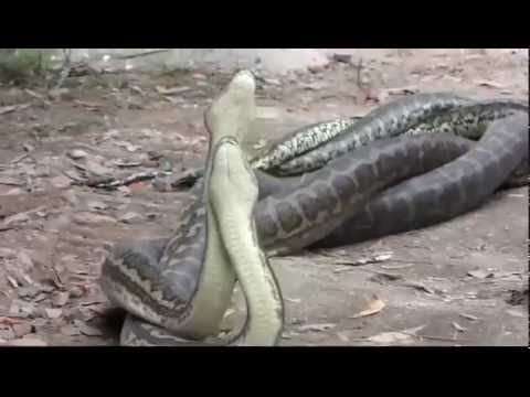Cobras Acasalando - YouTube