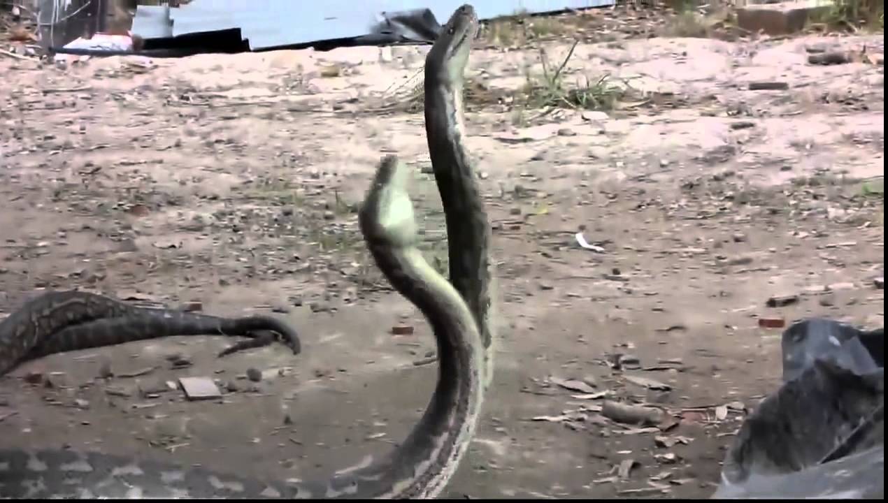 Cobras Acasalando - YouTube