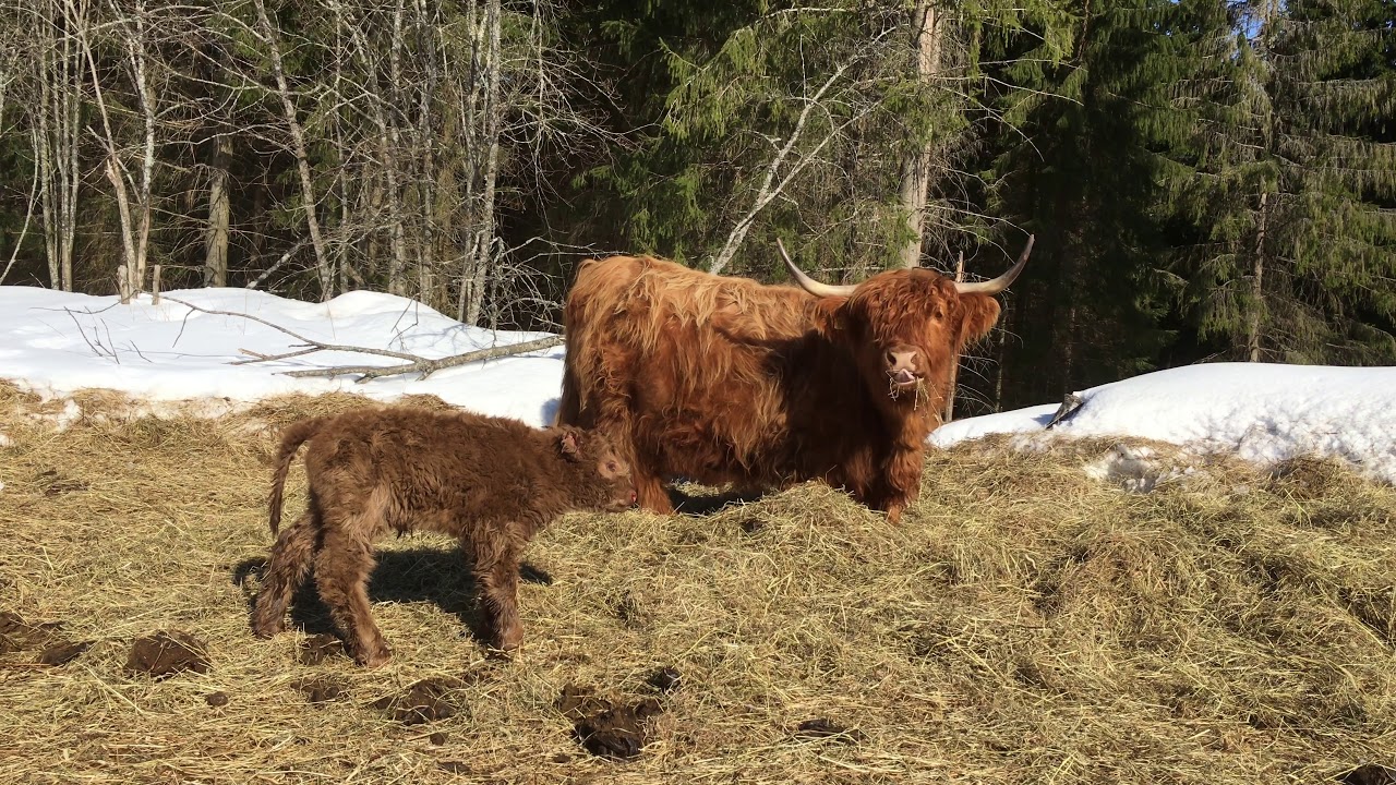 Scottish Highland Cattle In Finland: First calf of 2018, less than day ...