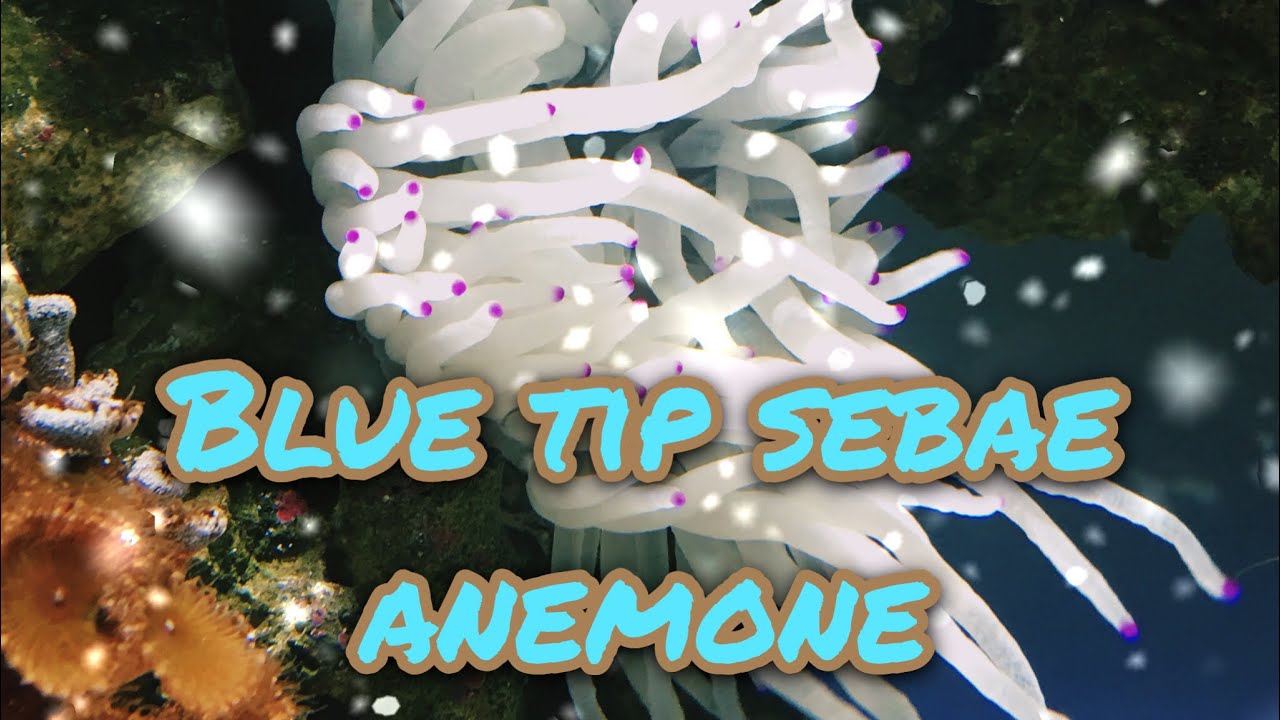 White Anemone ~ Blue Tip Sebae Anemone - YouTube