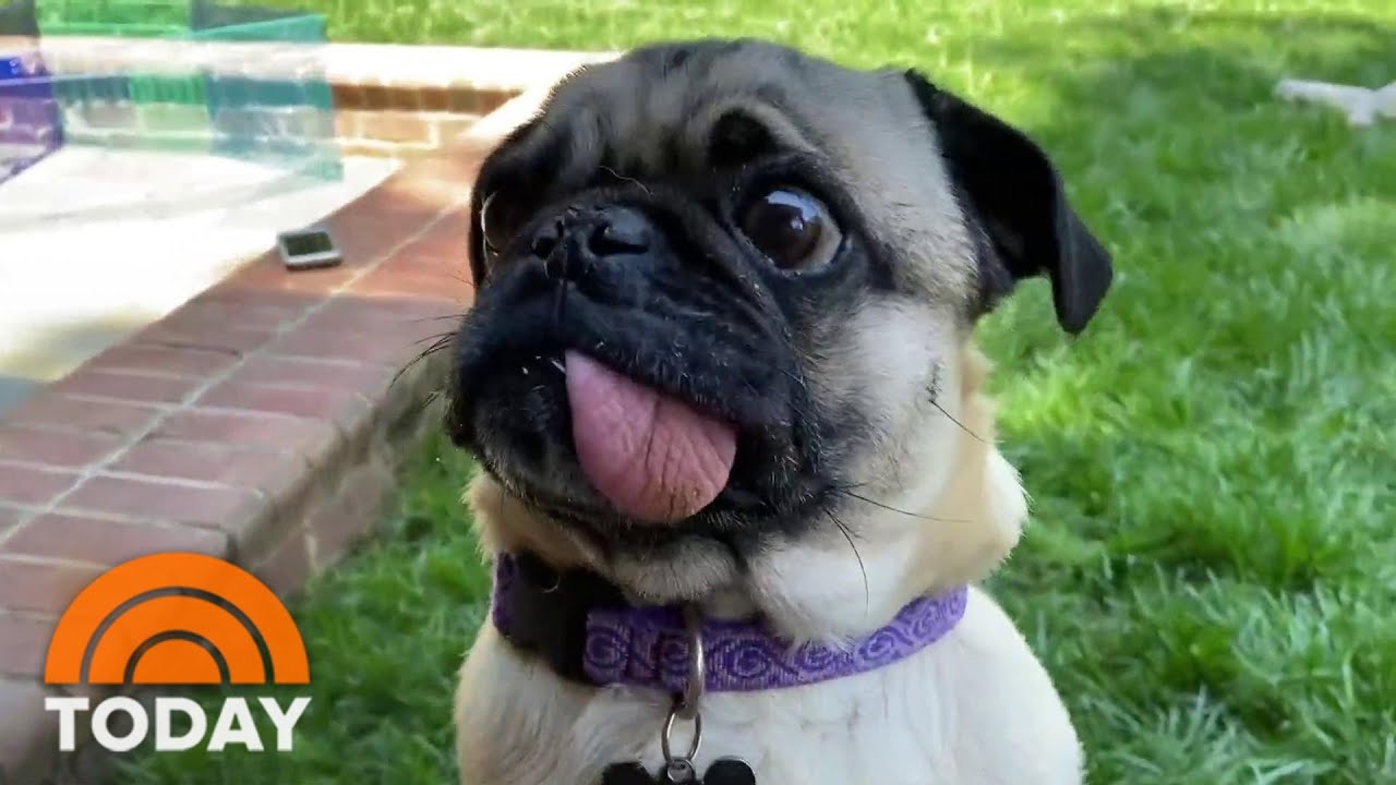A Pug Named Winston May Be The 1st US Dog With Coronavirus | TODAY ...