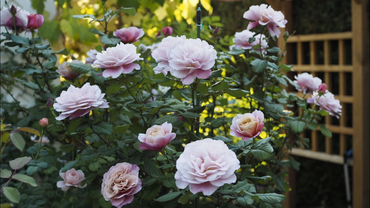 Distant Drums - Weeks roses, 2022 - YouTube