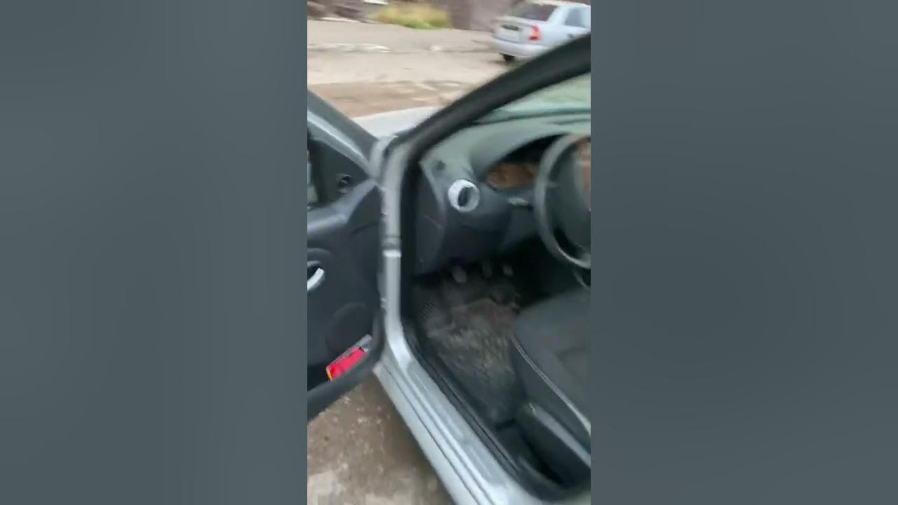 Рено степвей - YouTube