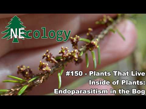 NEcology #150 - Plants That Live Inside of Plants: Endoparasitism in the Bog