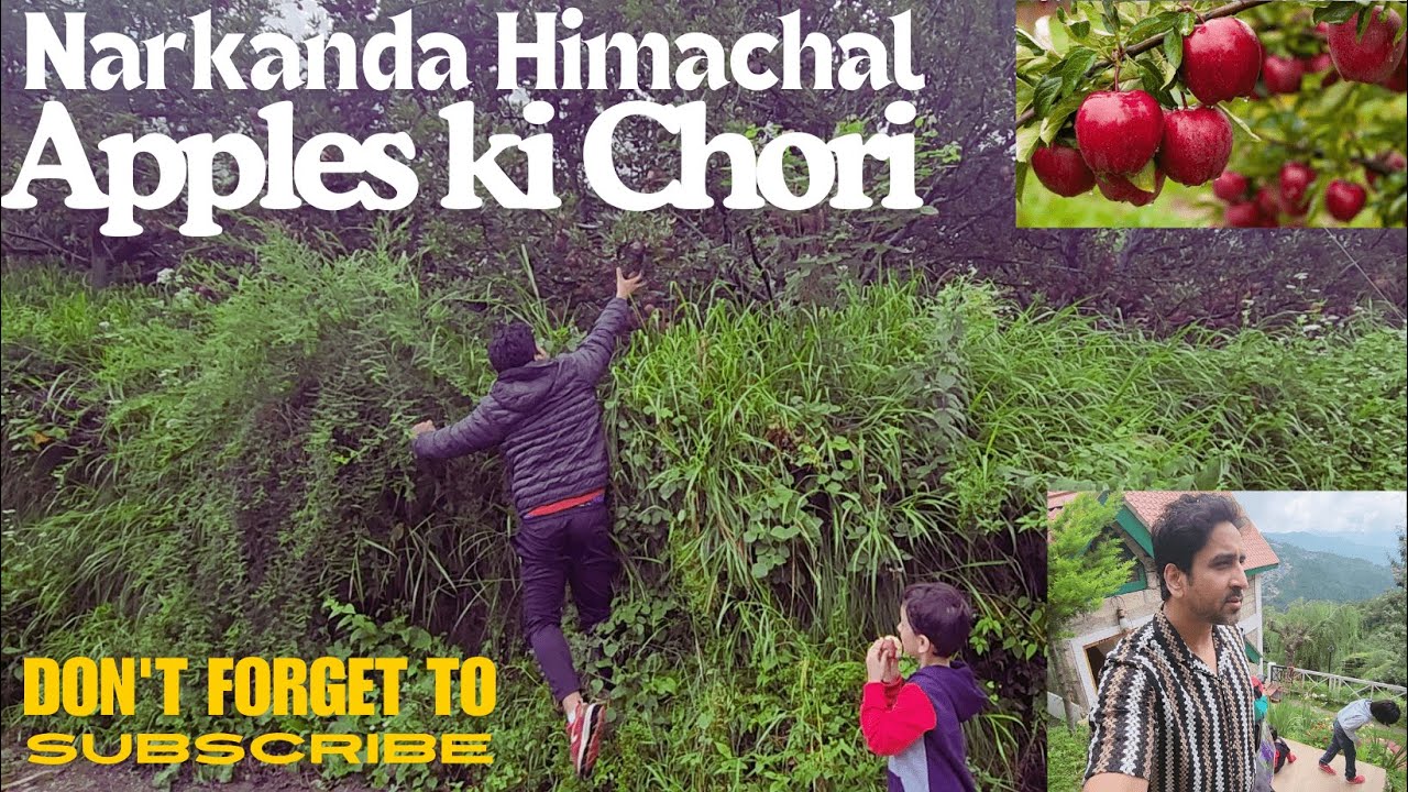 EP: 2 Apple chori kar ke khaye #narkanda #himachal - YouTube
