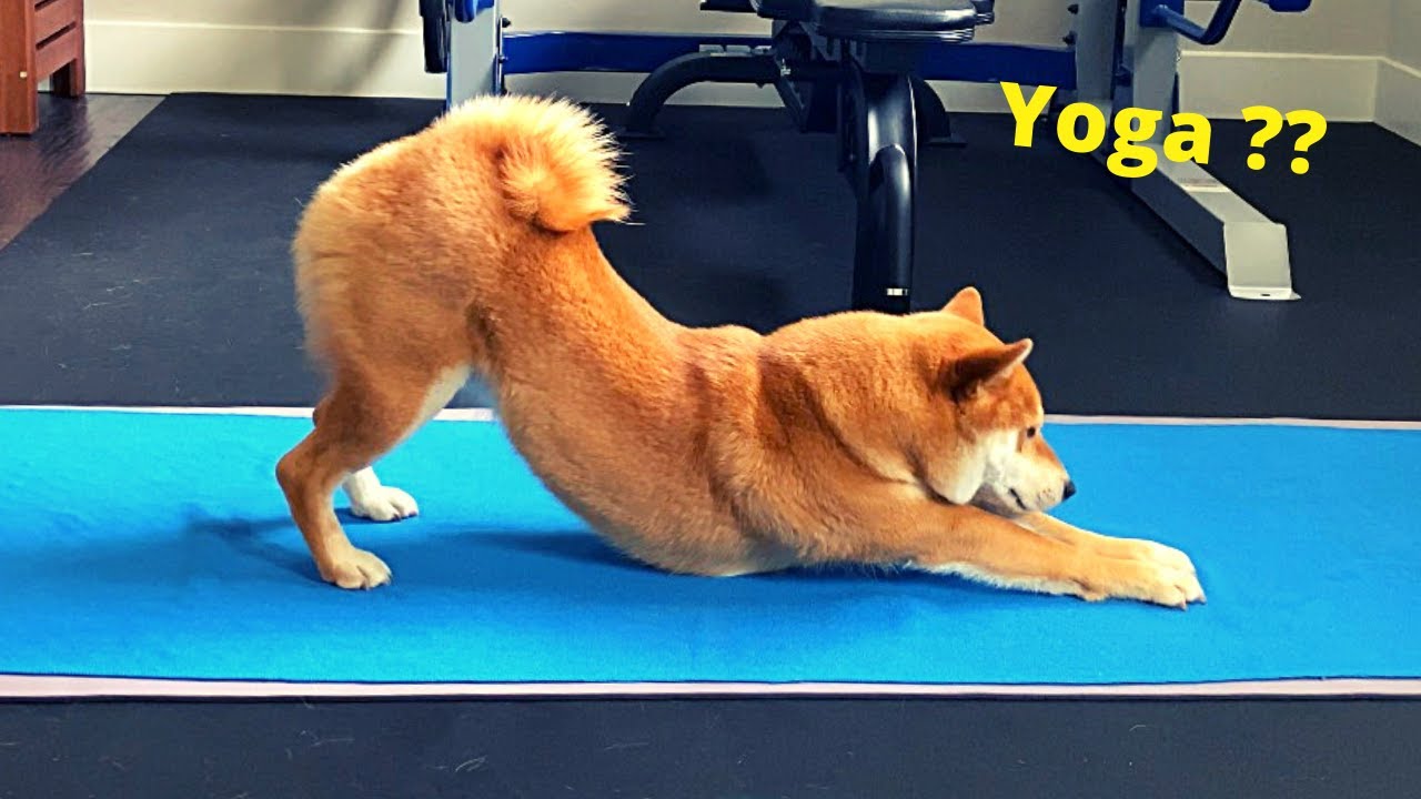A True Yoga Master 🙏 | Super Shiba - YouTube