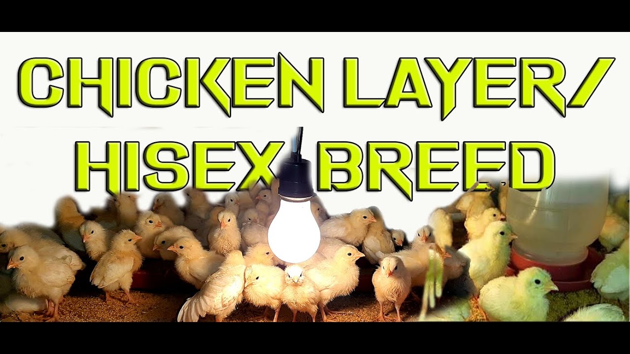 CHICKEN LAYER 🐓🥚BABY CHICKS 🐥🐤🐣 HISEX BREED - YouTube