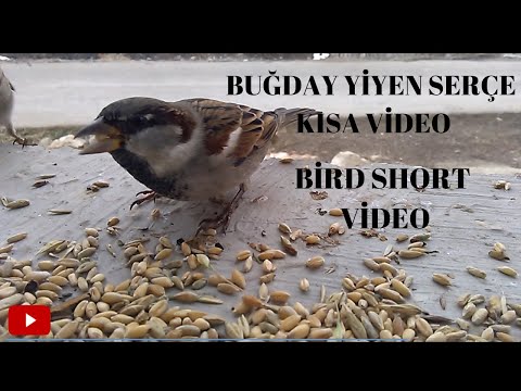 Cam kenarı buğday yiyen kuşlar-birds eating wheat short video 🕊️ #kuş #belgesel #cinematic