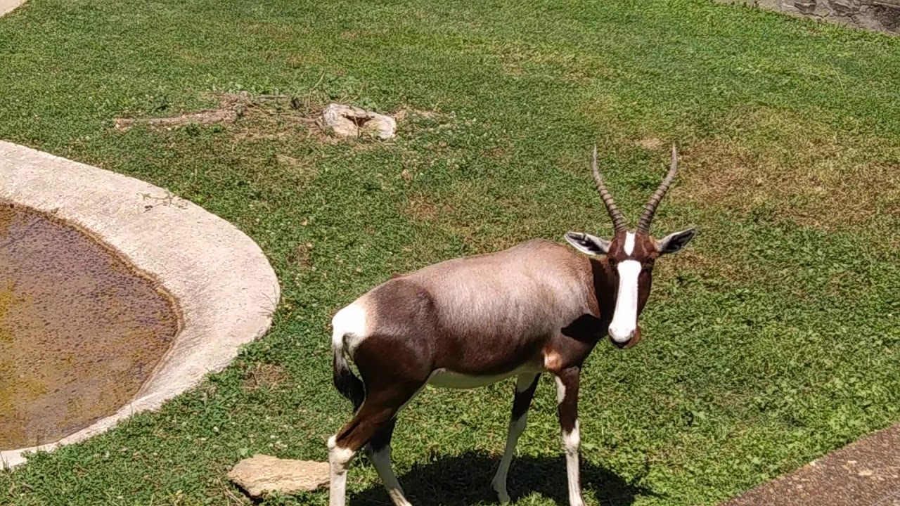 IN God at the Memphis Zoo with a Nice looking Bontebok Antelope “In ...