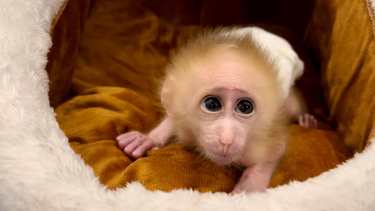 Worried about the health of the baby monkey who lost his mother, I ...
