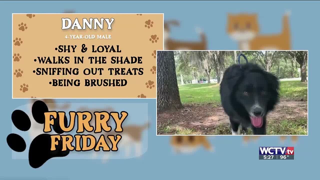 Furry Friday- Meet Danny - YouTube