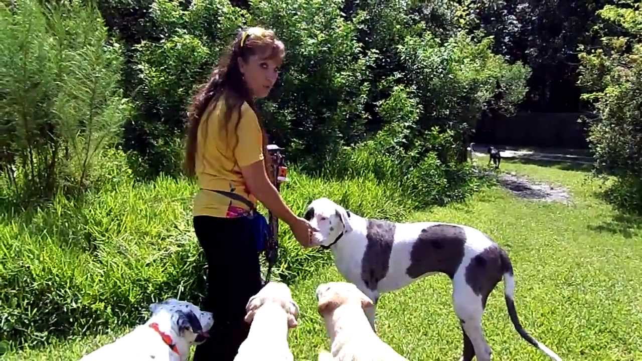 Record Breaking Off Leash Recall Dogtra Pager Starring The Pack DOGTRA ...