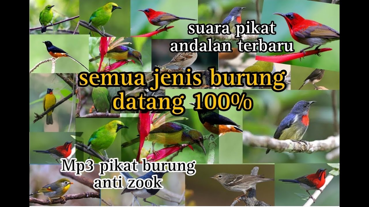 MASTERAN SUARA PIKAT SEMUA JENIS BURUNG KECIL - YouTube