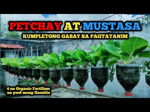 Petchay at Mustasa - 30 days lang ULAM na