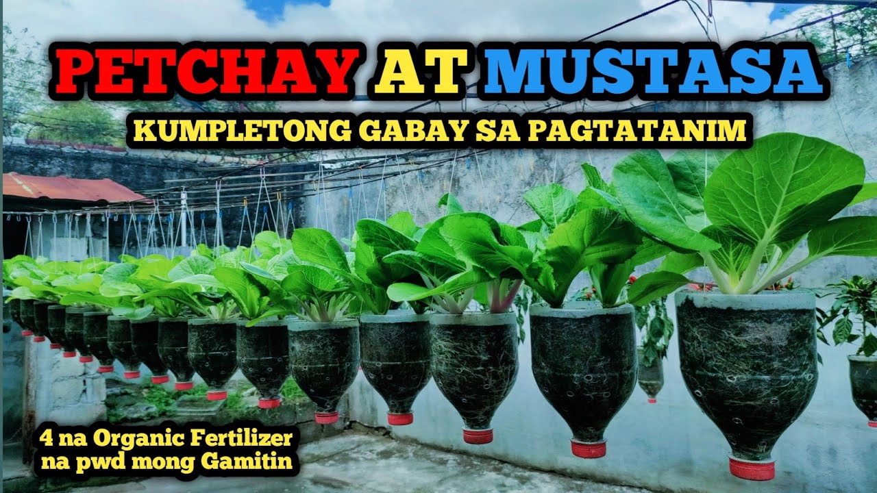 Petchay at Mustasa - 30 days lang ULAM na - YouTube