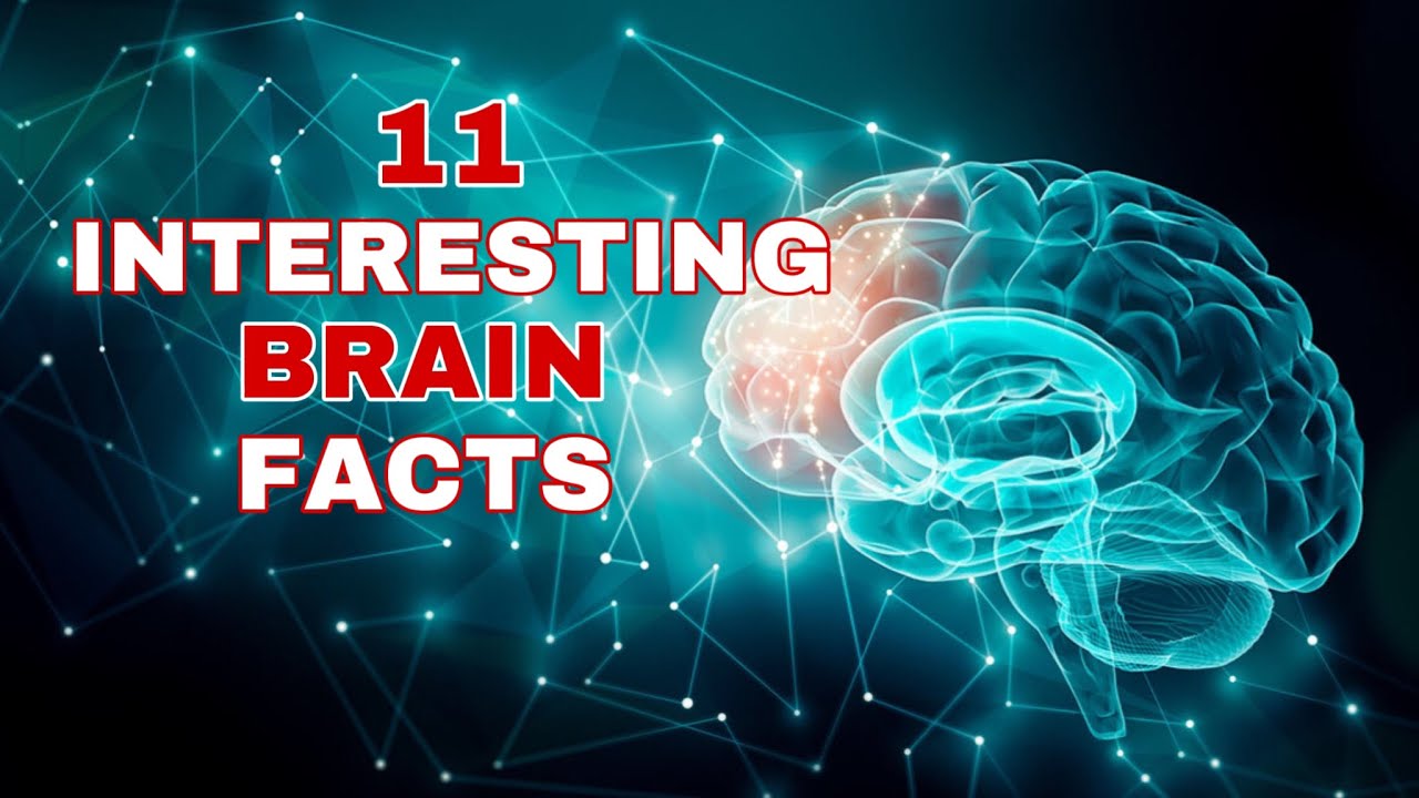 11 INTERESTING BRAIN FACTS That Will Blow Your Mind (Facts To Know ...