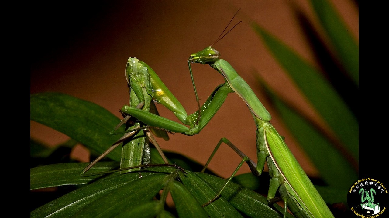 Visions of a Praying Mantis Part 2 - YouTube