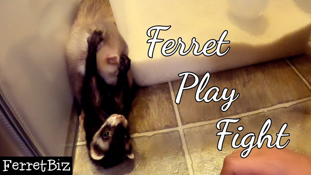 Ferrets Play Fight (Ferret Business #112) - YouTube