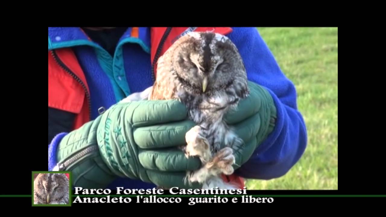 Anacleto Allocco Story - YouTube