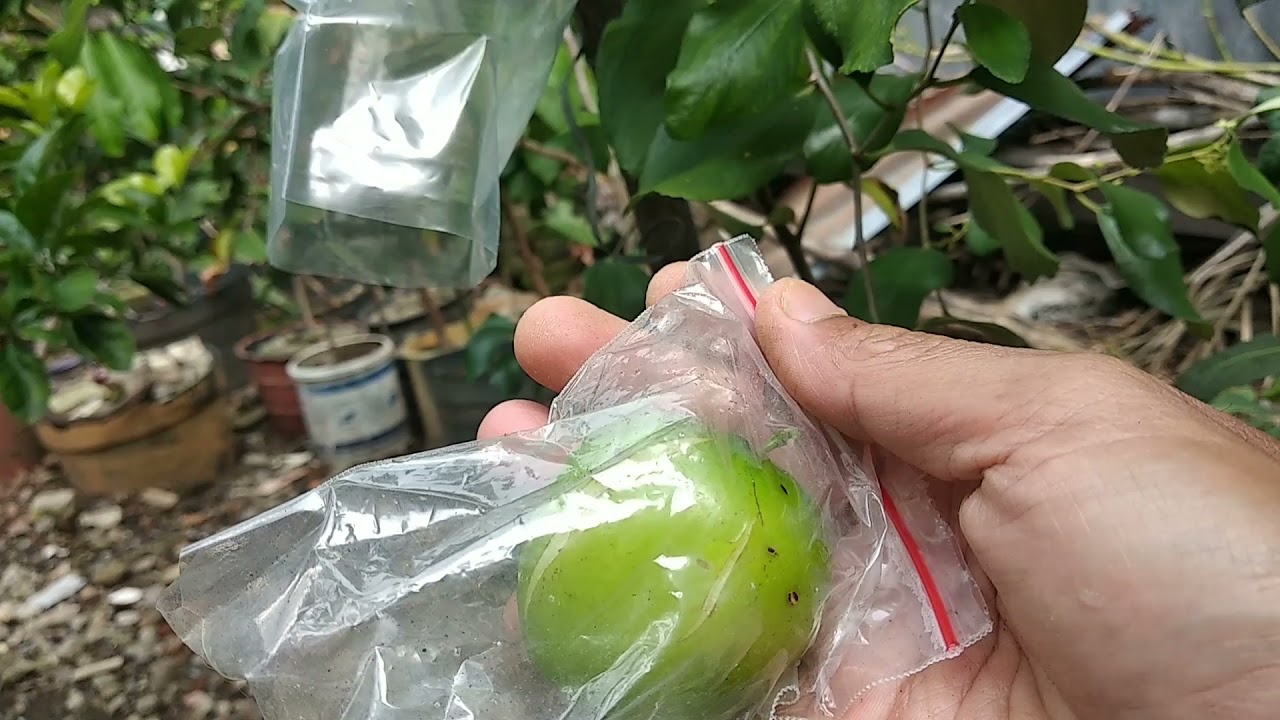 Panen Apel India, Dapat yang Ukurannya Super Jumbo - YouTube