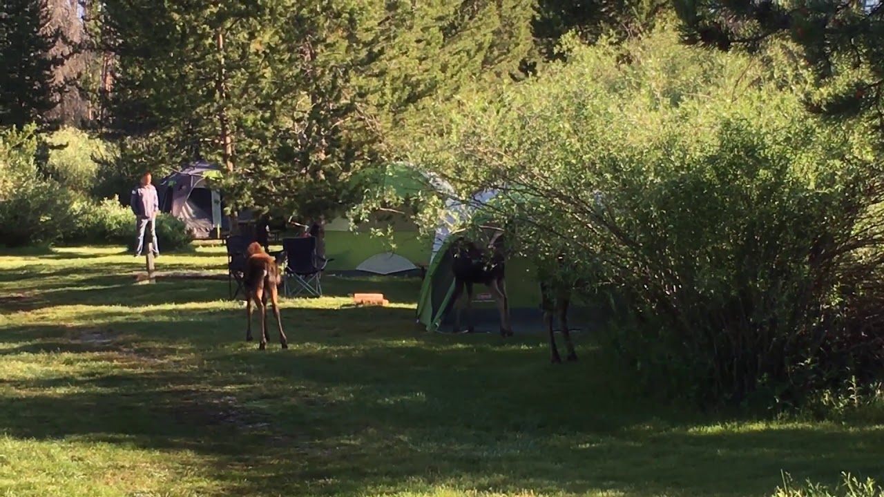 Moose play time - YouTube