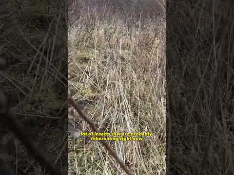 Leave the Dead Stalks For Wildlife #plants #wildlife #nature #nativeplants