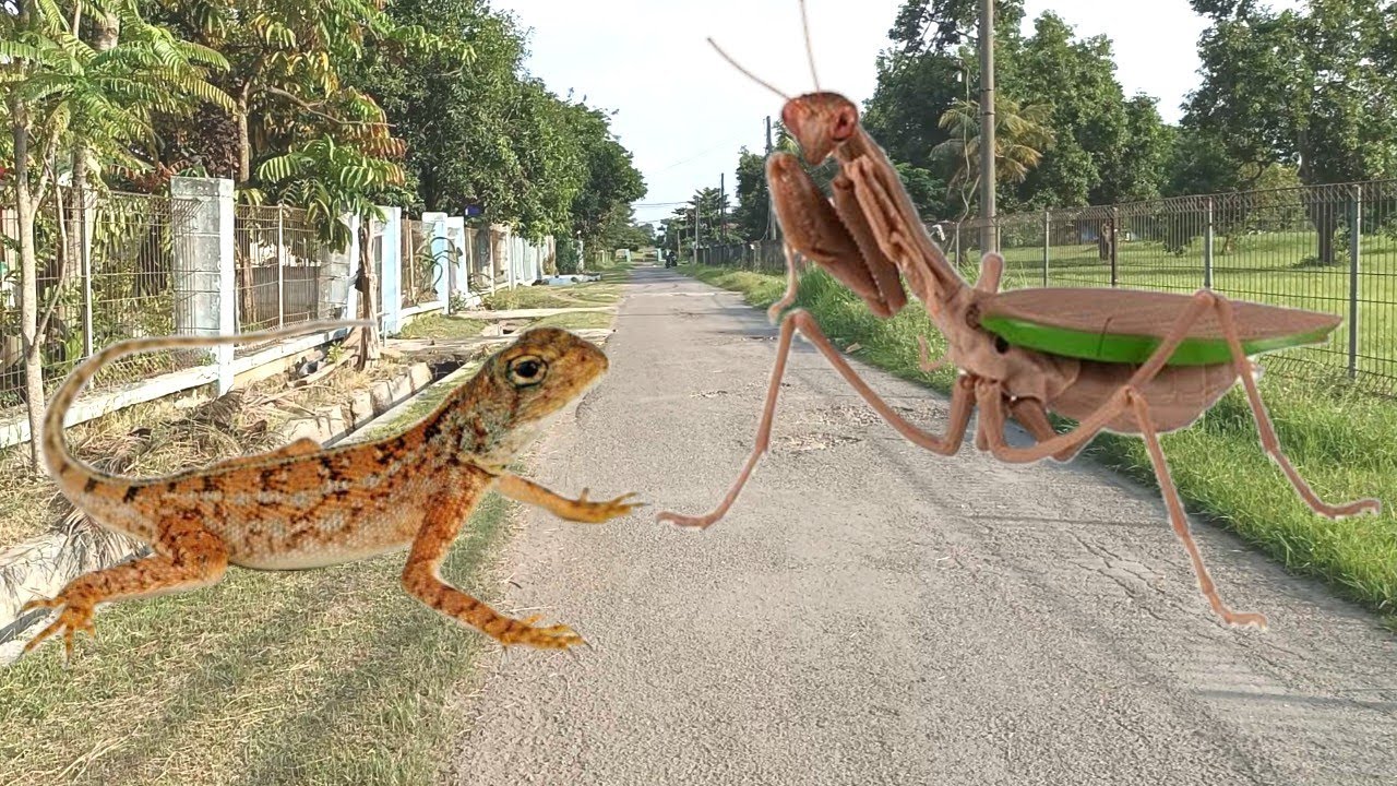 BERBURU MANTIS/ BELALANG SEMBAH/ CONGCORANG DAN LONDOK / BUNGLON KEBUN ...