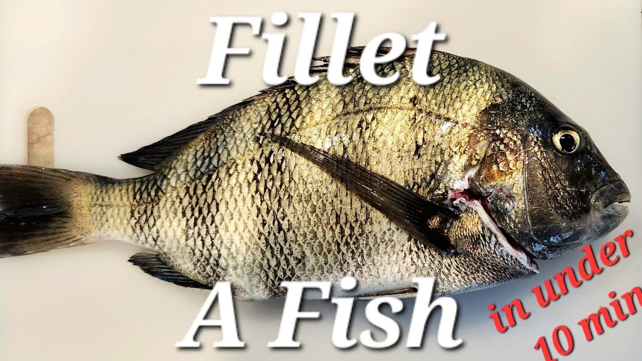 ep.44 How to fillet a fish in 10 minutes (sheepshead) - YouTube